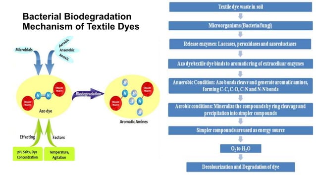 Biodegradation of textile dyes by bacteria | PPTX | Chemistry | Science