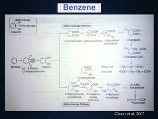 Biodegradation of xenobiotics | PPTX
