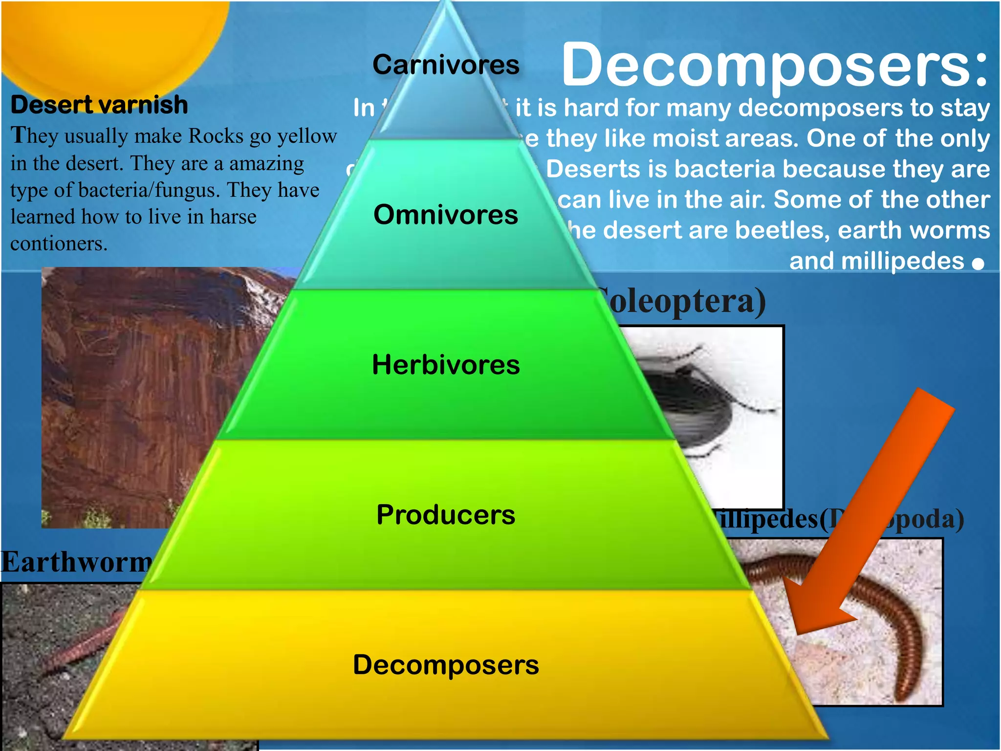 The desert biomes' animals | PPTX