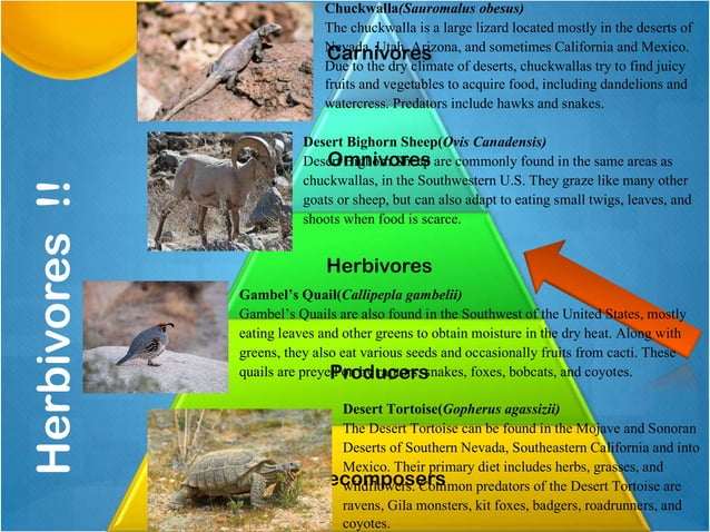 The desert biomes' animals | PPT