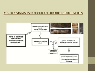 Biodeterioration of Textiles and Their effects | PPTX