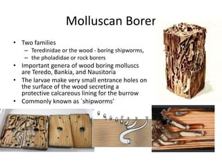 Biodeterioration of wood | PPTX