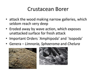 Biodeterioration of wood | PPTX