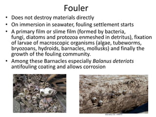 Biodeterioration of wood | PPTX