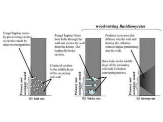 Biodeterioration of wood | PPTX