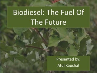 Biodiesel: The Fuel Of The Future | PPTX