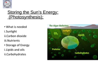 Biodiesel from algae | PPT