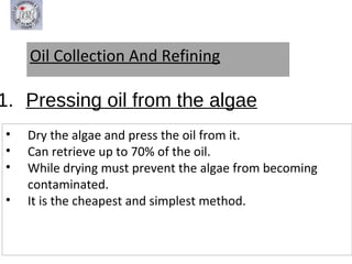 Biodiesel from algae | PPT
