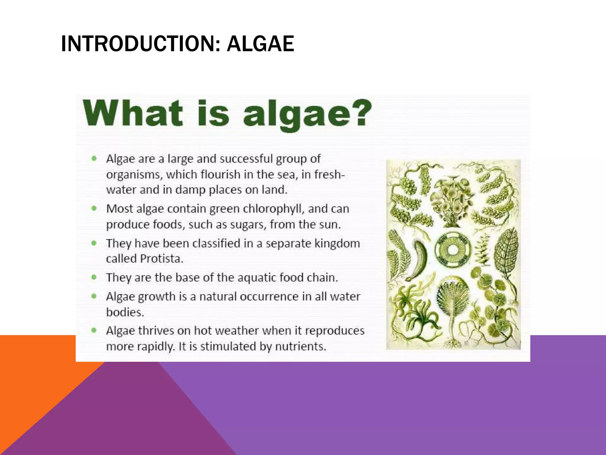 Biodiesel from algal oils | PPTX