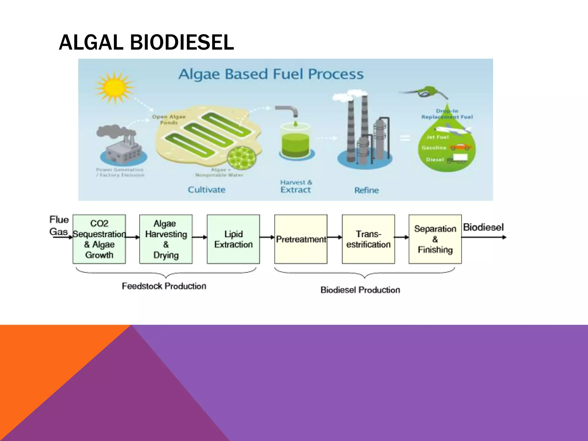 Biodiesel from algal oils | PPTX