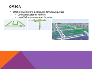 Biodiesel from algal oils | PPTX