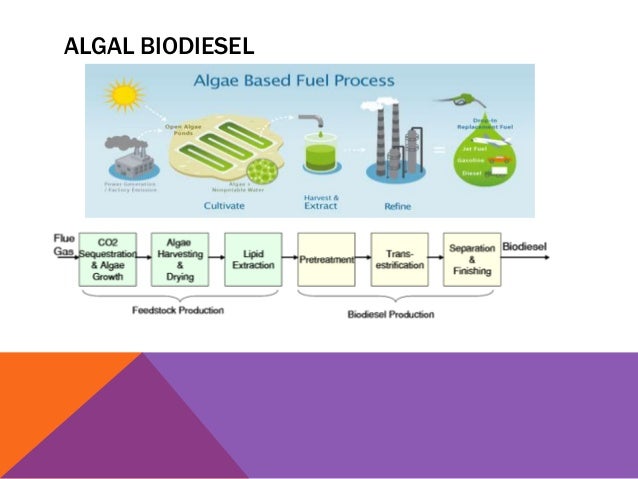 Biodiesel from algal oils