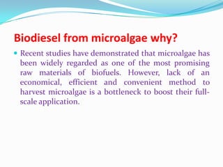 Biodiesel from microalgae production methods - a review | PPTX