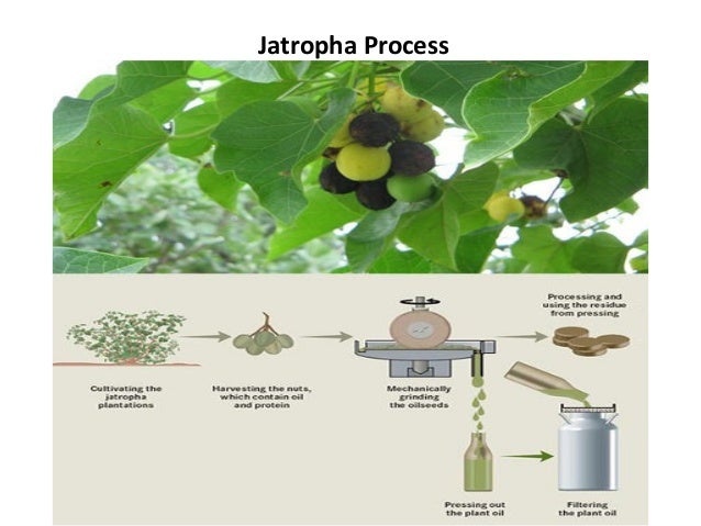 BIODIESEL FROM JATROPHA