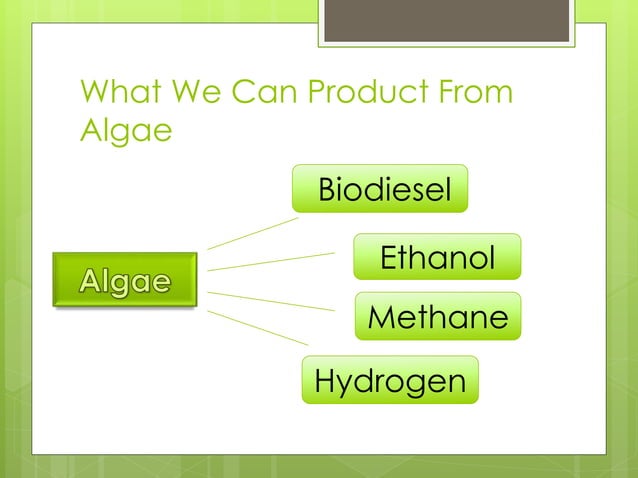 BioDiesel production from algae | PPTX | Chemistry | Science