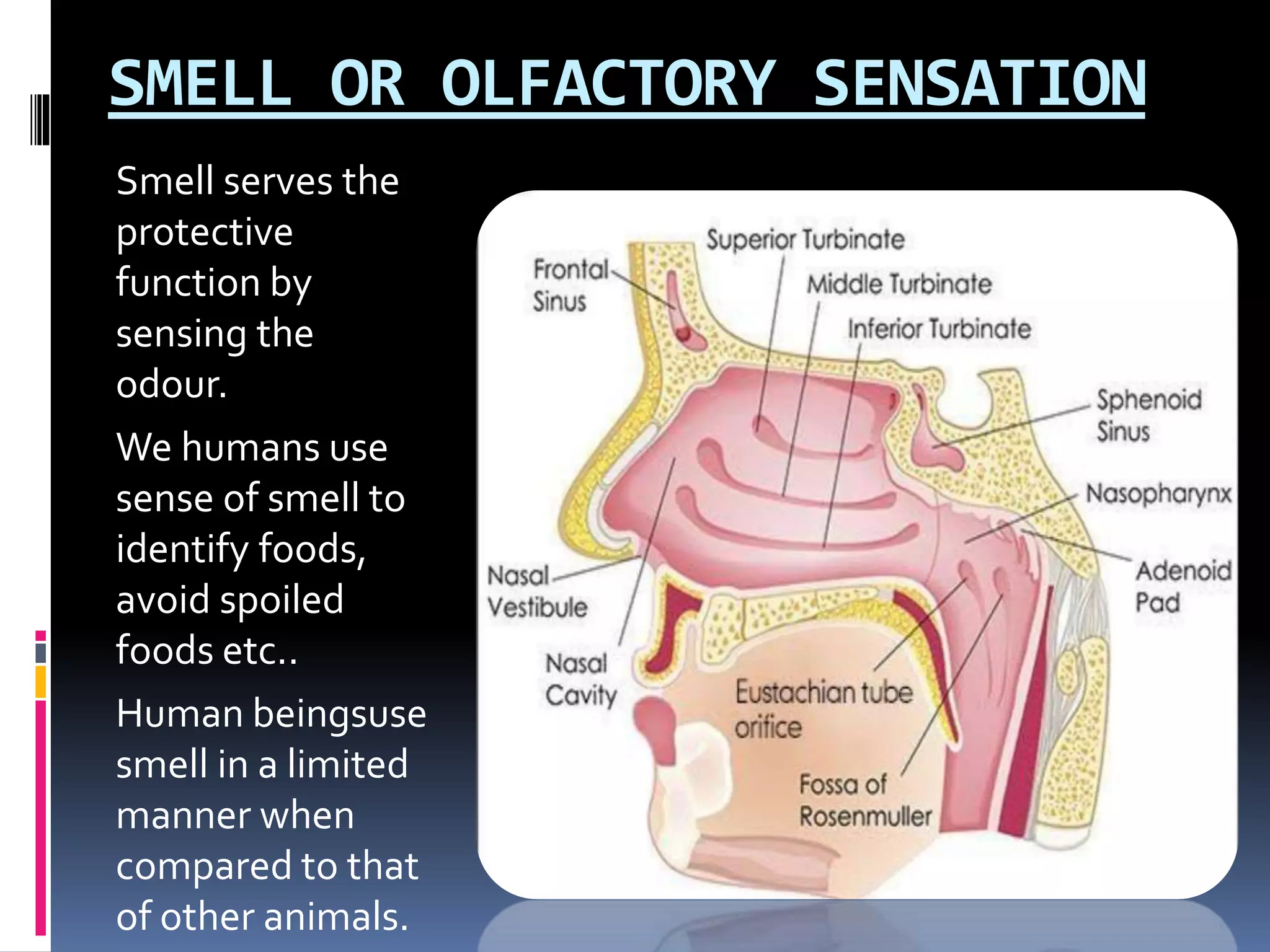 Bio digital plan sense organs | PPTX