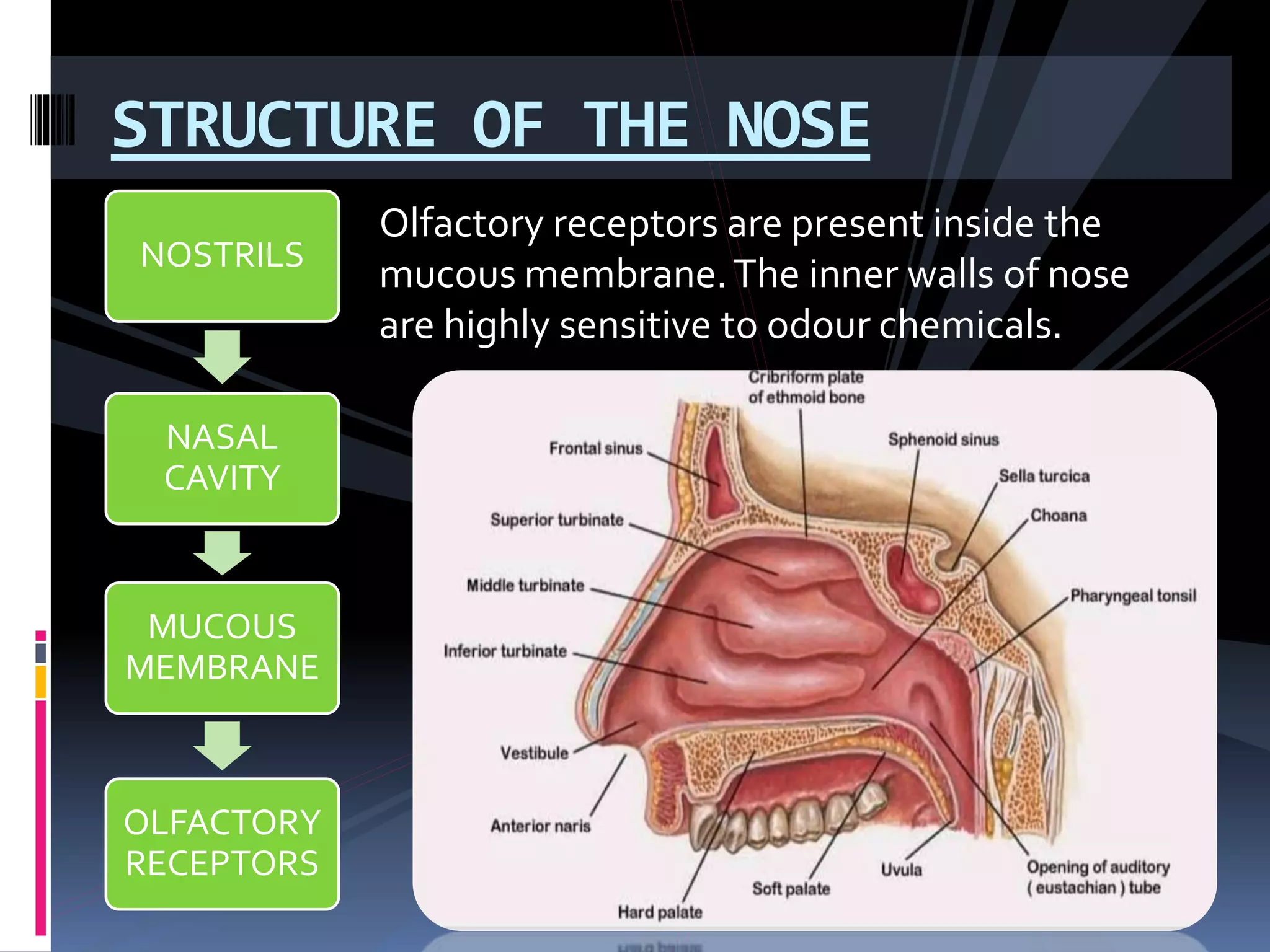 Bio digital plan sense organs | PPTX