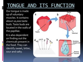 Bio digital plan sense organs | PPTX