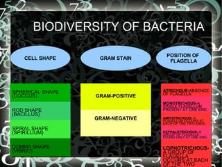 Biodiversity | PPT
