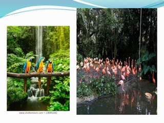 biodiv-ppt.pptx on environmental science project | PPT
