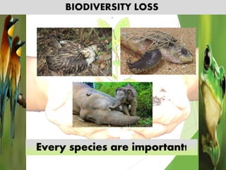Teaching Biodiversity in K-to-12 Science Curriculum | PPTX ...
