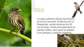 Biodivercidad e de República Dominicana | PPTX