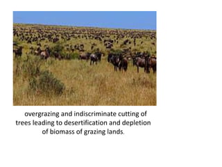 Biodivercity, desertification, sustainable devlopment | PPT