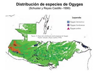 BIODIVERSIDAD DE GUATEMALA Y SU EVOLUCIÓN GEOLÓGICA.pdf