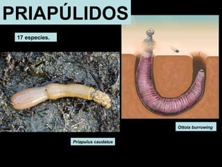 Biodiversidade 2010-curiosidades | PPS