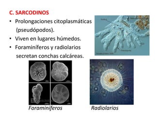 Biodiversidad (reinos) | PDF