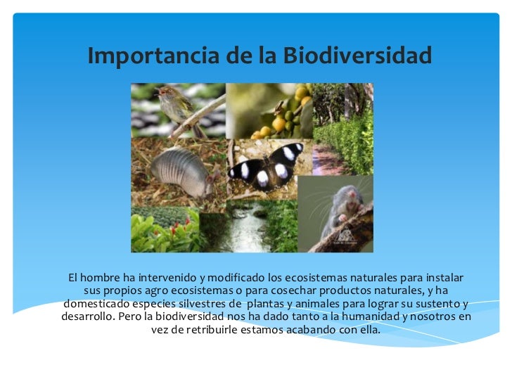 Biodiversidad Importancia De La Biodiversidad Porn Sex Picture