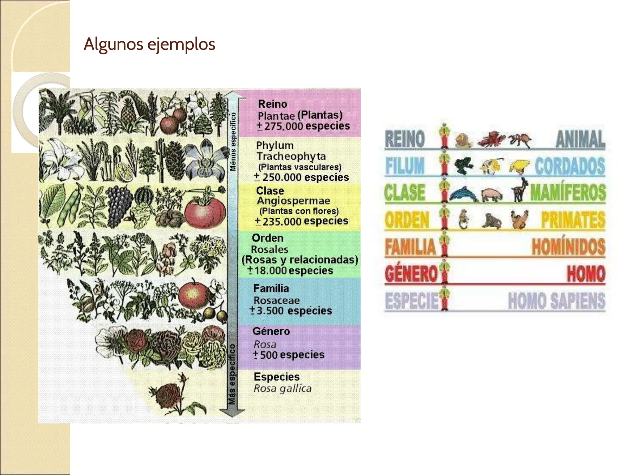 BIODIVERSIDAD Y CLASIFICACIÓN DE LOS SERES VIVOS.pptx