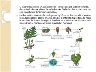 BIODIVERSIDAD Y CLASIFICACIÓN DE LOS SERES VIVOS.pptx