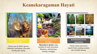 BIODIVERSITAS PPT KELAS X lengkap SKpptx | PPTX