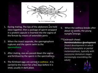 Arthropoda | PPTX