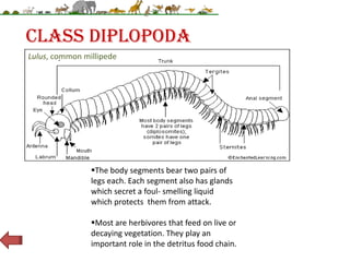 Arthropoda | PPTX