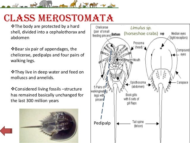 Merostomata Class