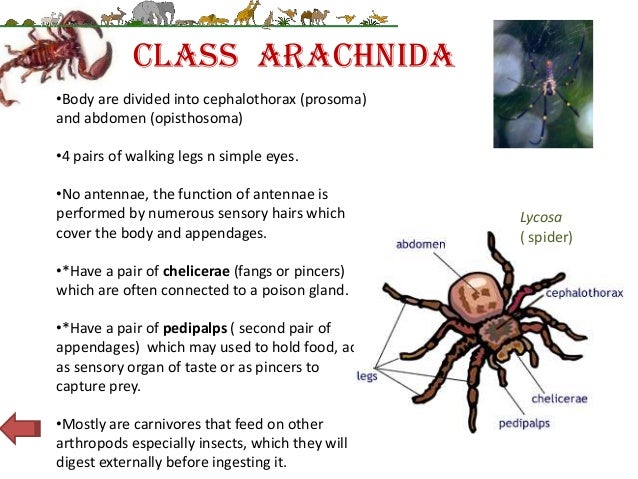 What Is An Arachnid Definition Characteristics