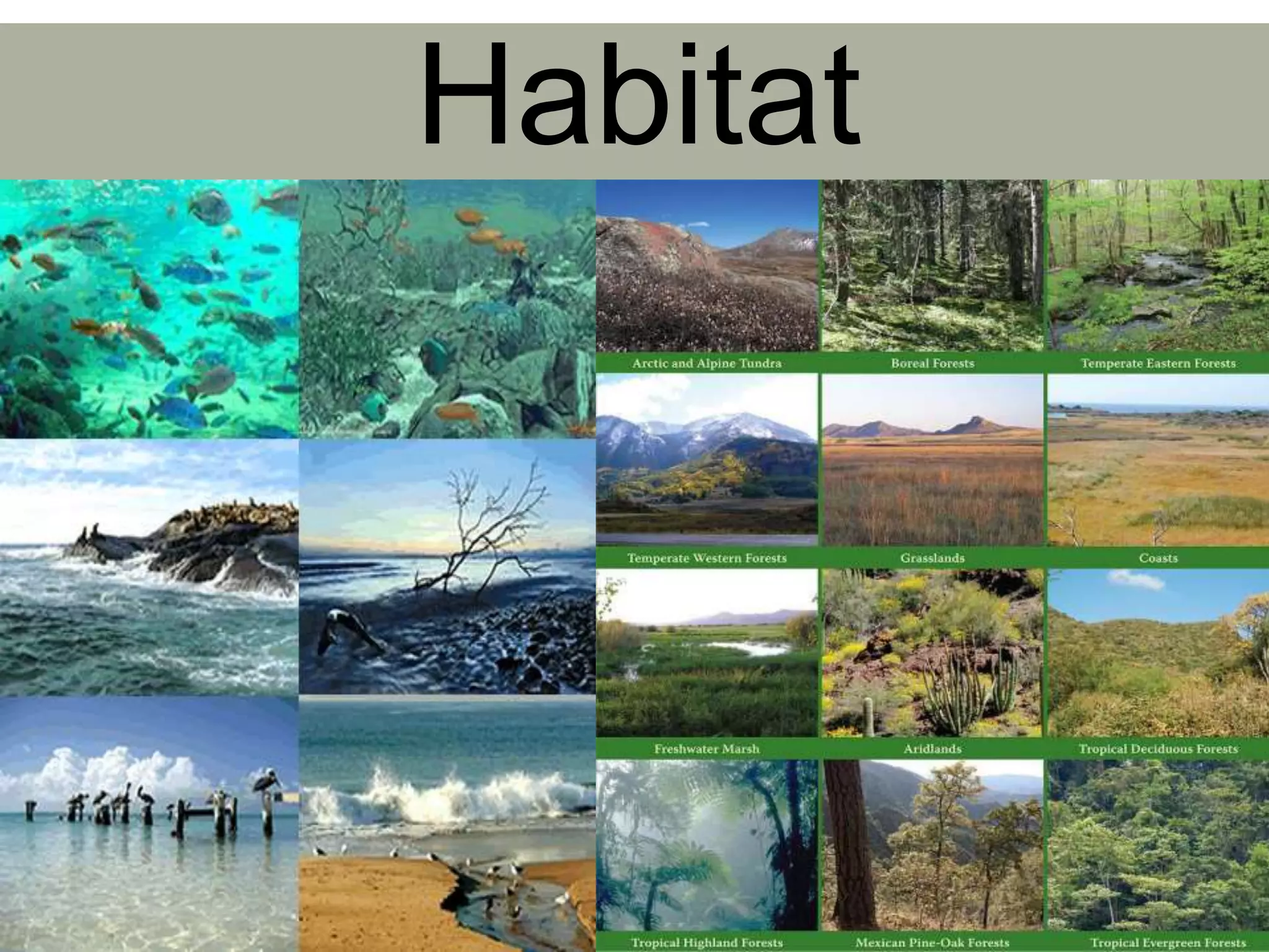 Biodiversity of Asia | PPTX