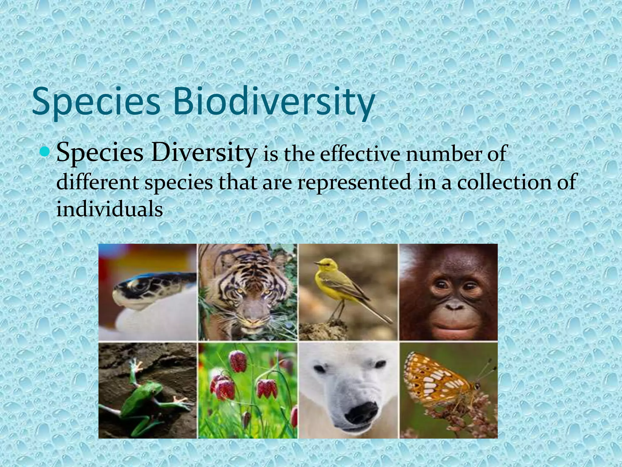 Biodiversity | PPTX
