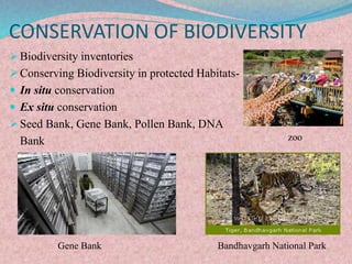 Biodiversity | PPTX