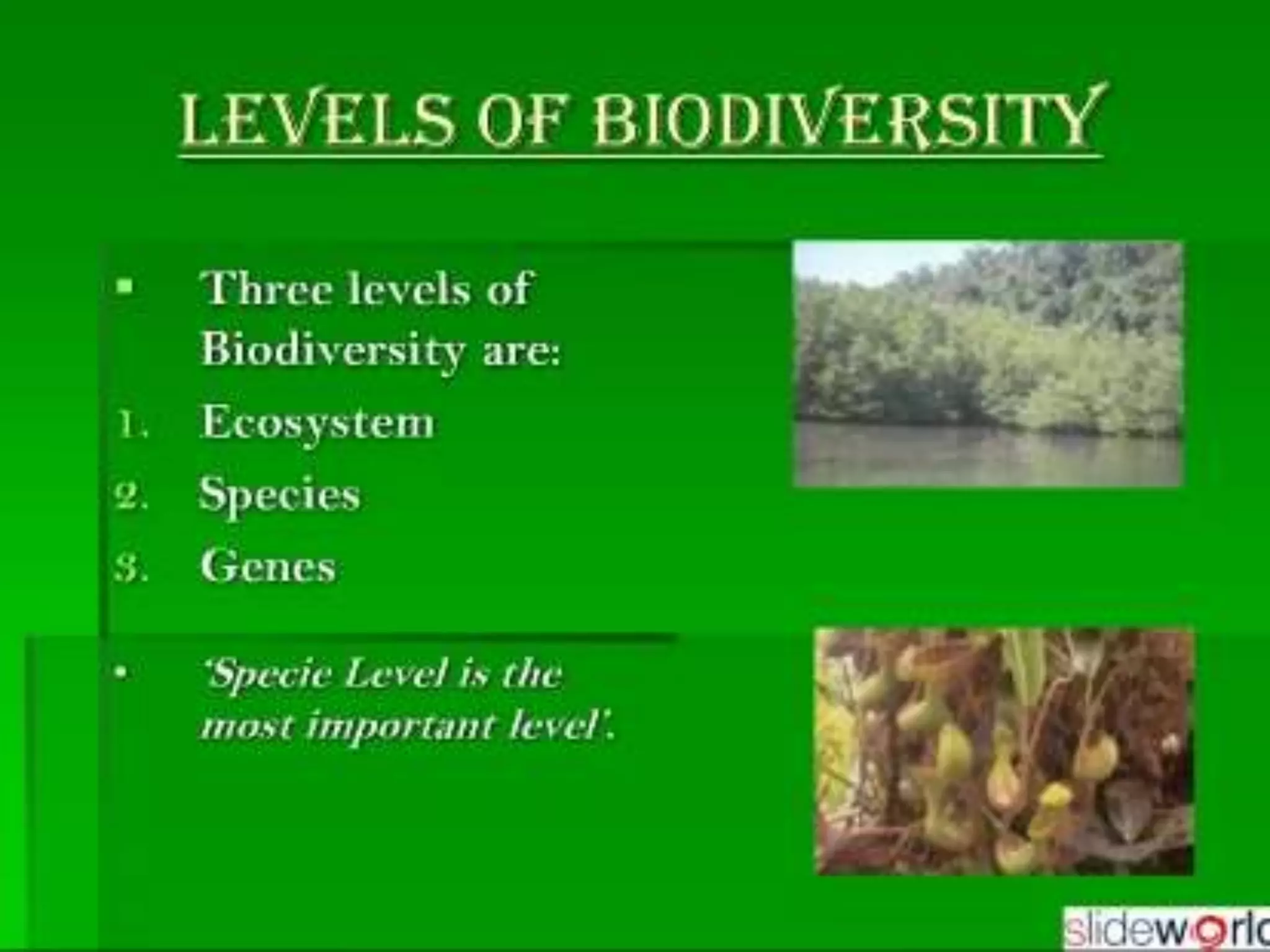 Biodiversity | PPTX | Geography | Science
