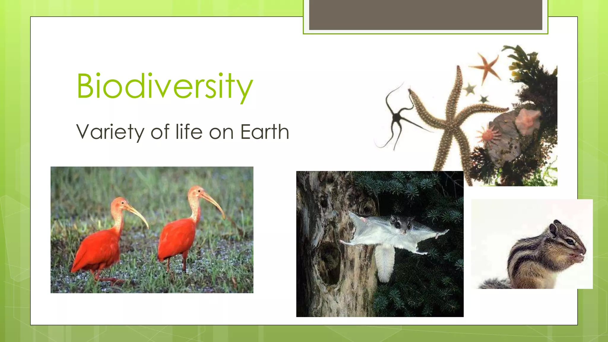 Biodiversity | PPT