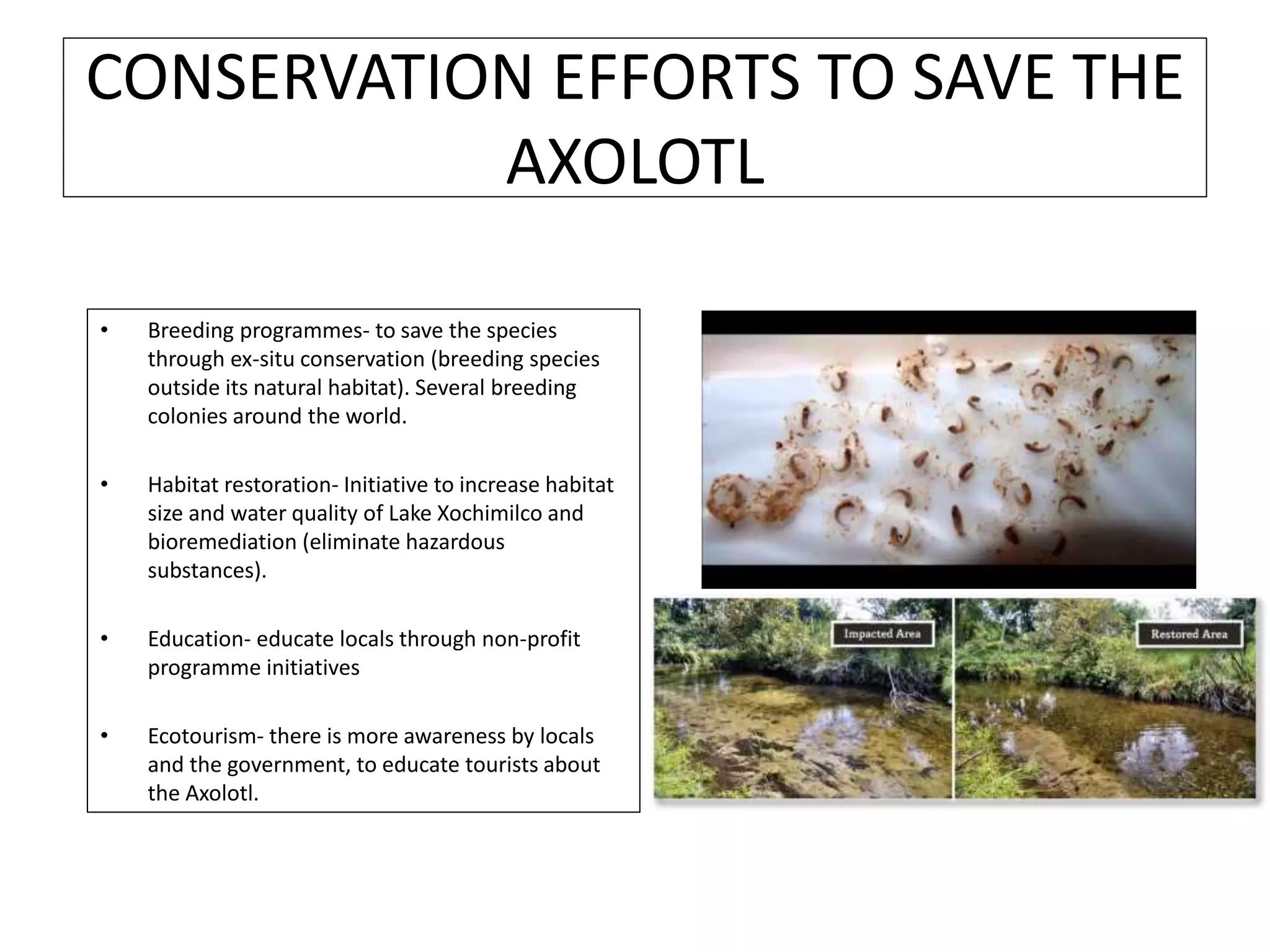 Axolotl Biodiversity | PPTX