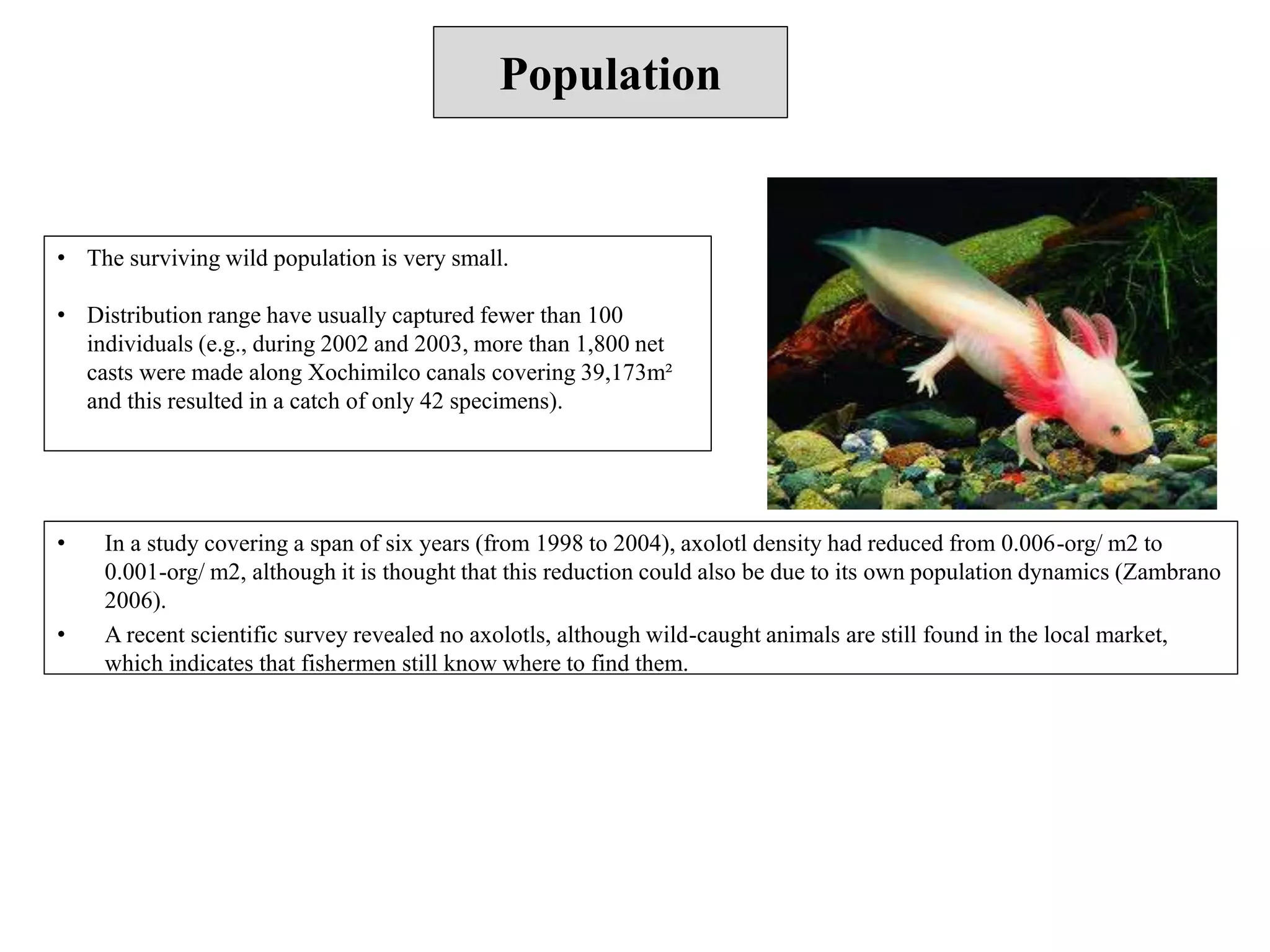 Axolotl Biodiversity | PPTX