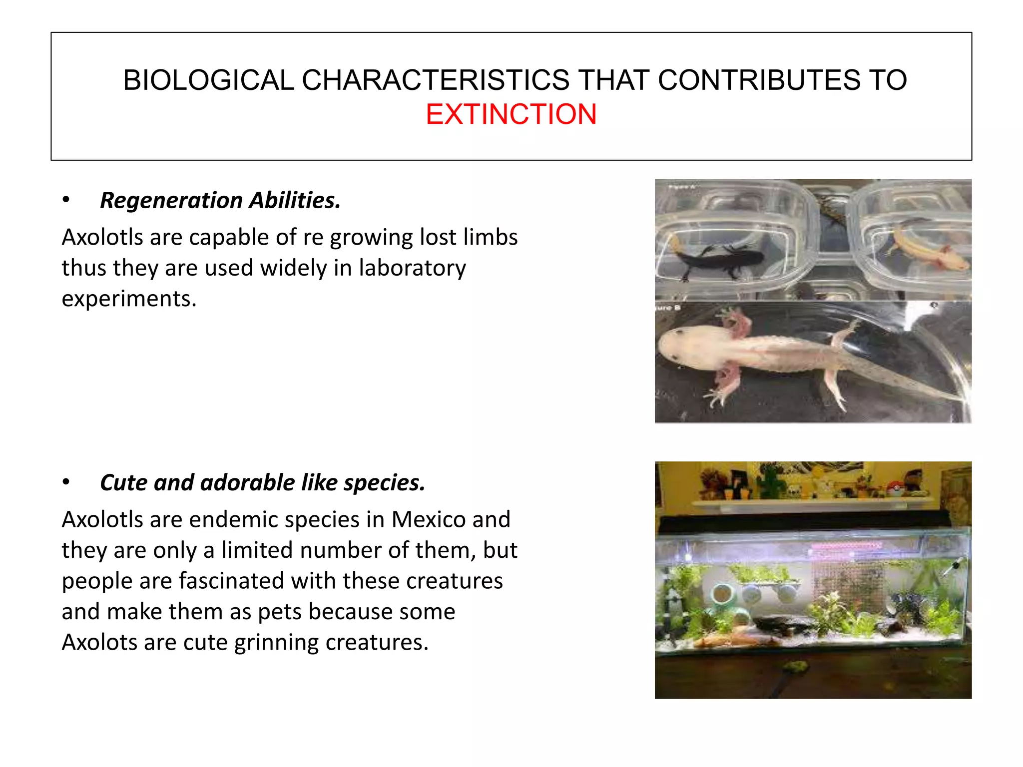 Axolotl Biodiversity | PPTX | Reptiles | Pets