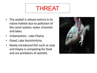 Axolotl Biodiversity | PPTX | Reptiles | Pets