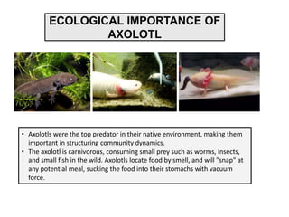 Axolotl Biodiversity | PPTX | Reptiles | Pets