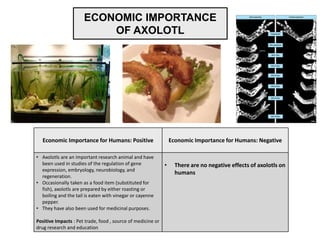 Axolotl Biodiversity | PPTX | Reptiles | Pets