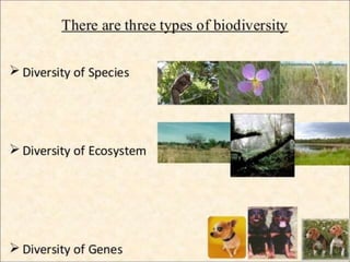 Biodiversity | PPT